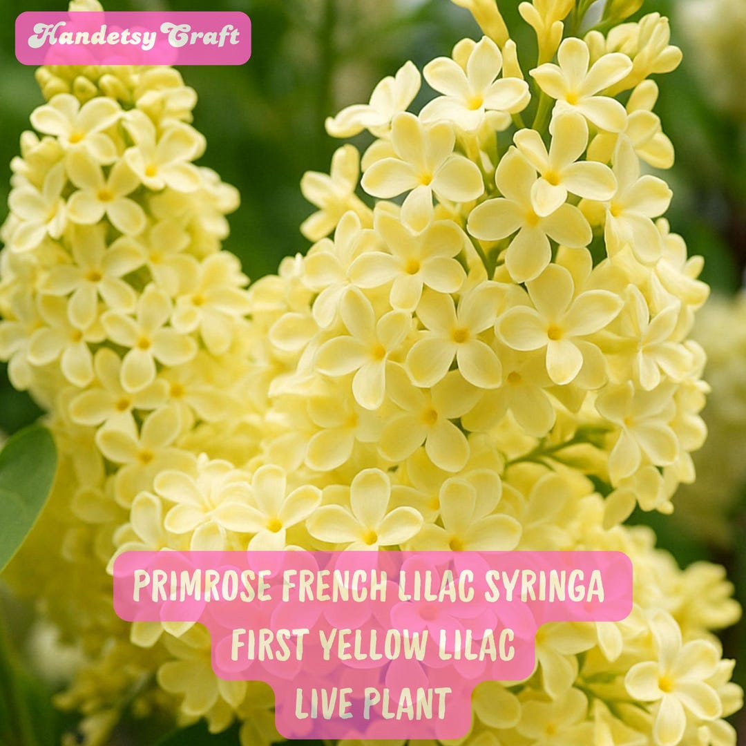 Primrose French Lilac Syringa First Yellow Lilac, Rare Flowering Shrub ...