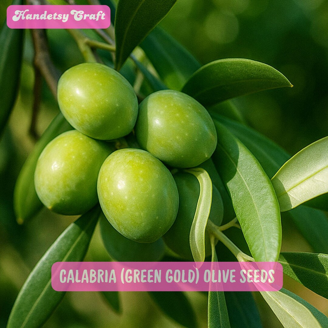 10 Calabria Green Gold Olive Seeds, Organic Italian Variety - Etsy