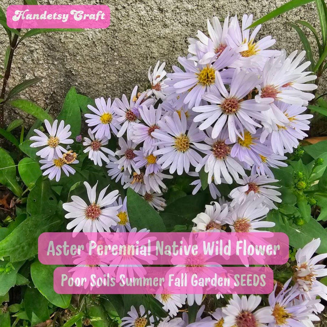 20 Seeds, False Aster, Wildflower, Summer, Fall, Boltonia Asteroides ...