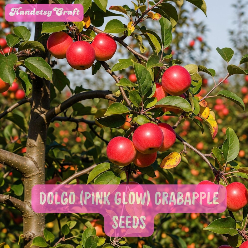 25 Dolgo Crabapple Seeds: Pink Glow Tree, Fragrant Blooms, Red Fruit - Etsy