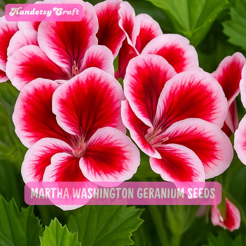 Martha Washington - Etsy