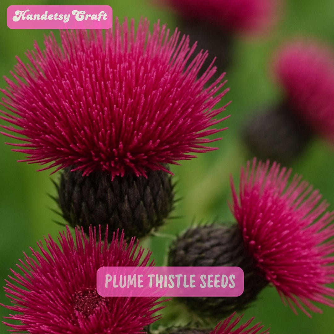 200 Plume Thistle Seeds, Rare Feathered Flower Seeds, Soft Pink-purple ...