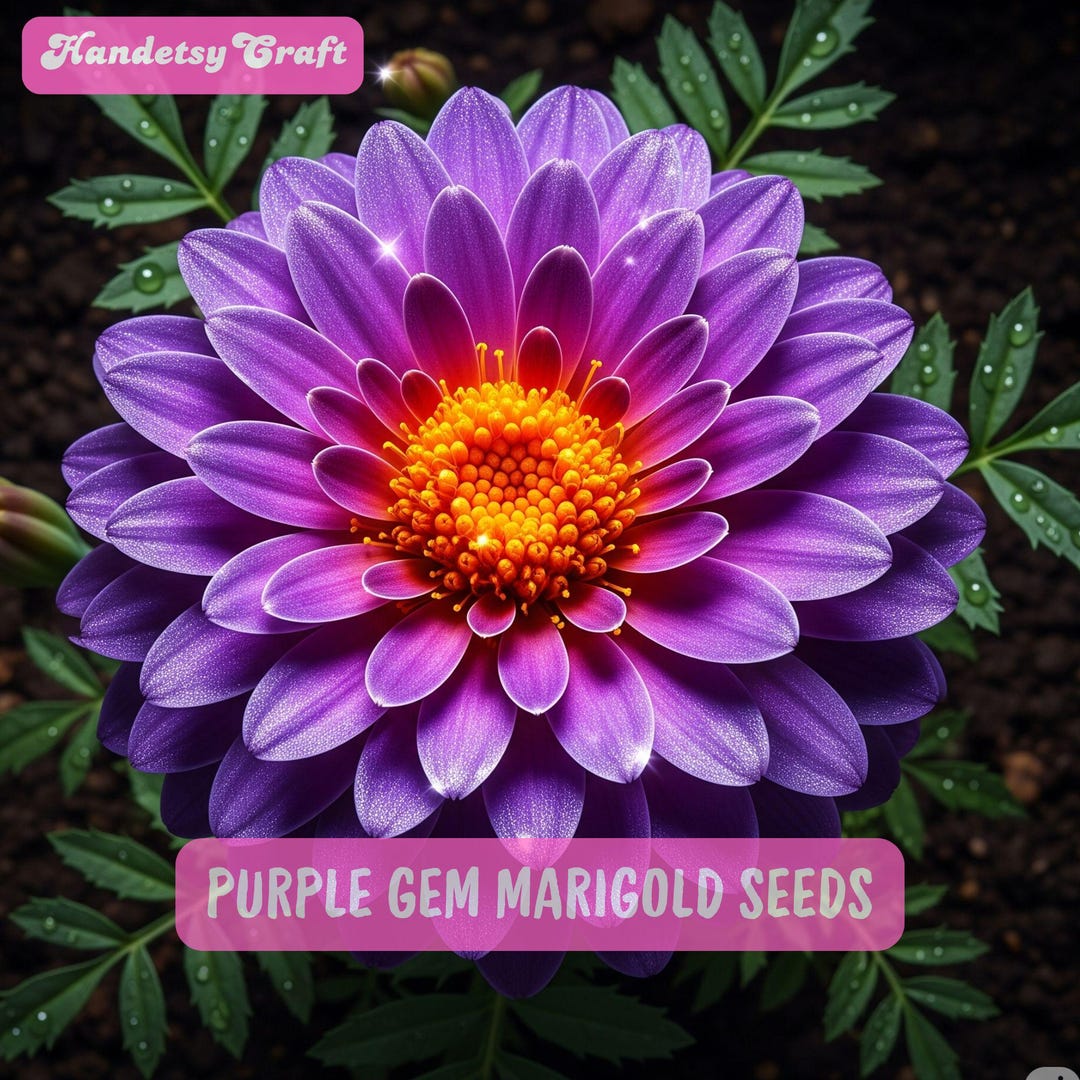 25 Purple Gem Marigold Seeds: Rare Heirloom Flower, Organic Non GMO - Etsy