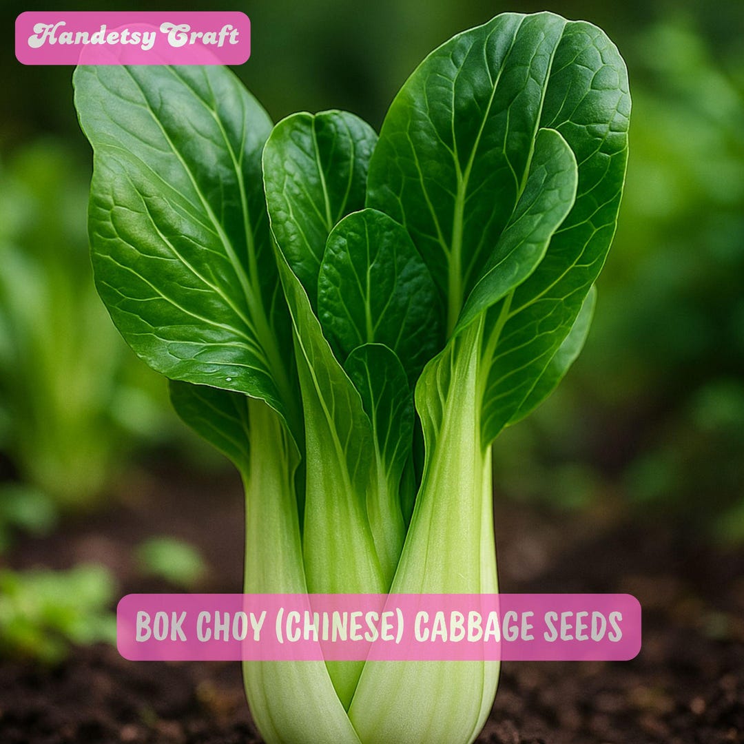 500 Bok Choy Seeds, Chinese Cabbage Seeds, Crisp Tender Asian Vegetable ...