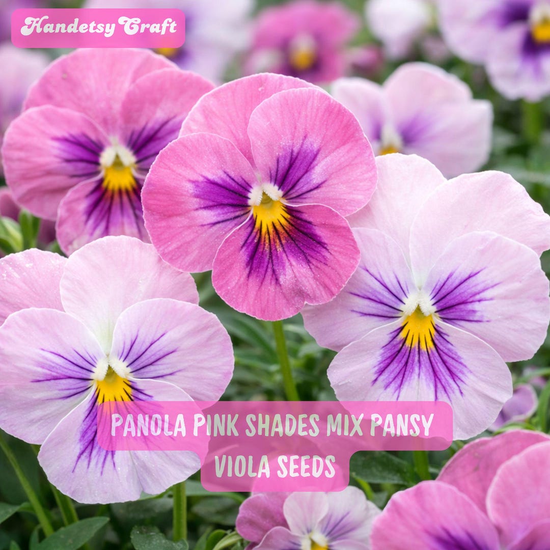 200 Panola Pink Shades Mix Pansy Viola Seeds, Soft Pastel Pink Blooms ...