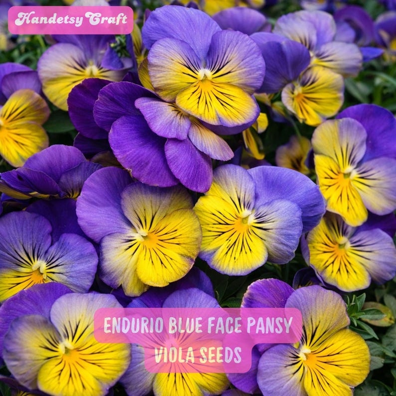 200 Endurio Blue Face Pansy Viola Seeds, Deep Blue Large Bloom Flowers ...