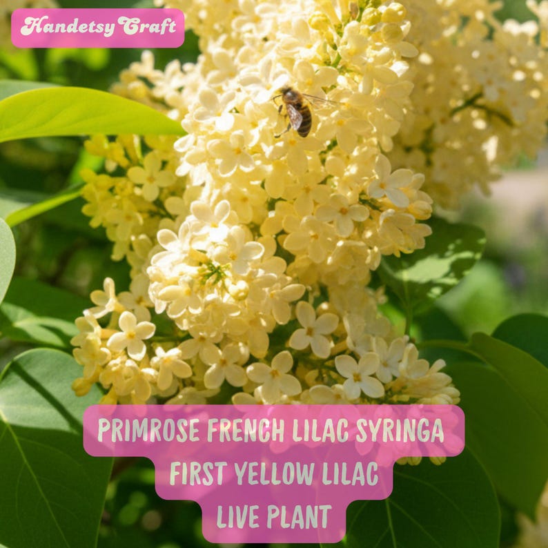 Primrose French Lilac Syringa First Yellow Lilac, Rare Flowering Shrub ...