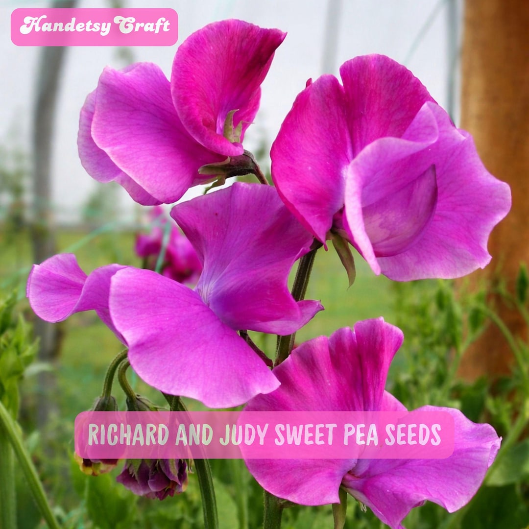 50 Richard and Judy Sweet Pea Seeds, Large Fragrant Ruffled Blooms - Etsy