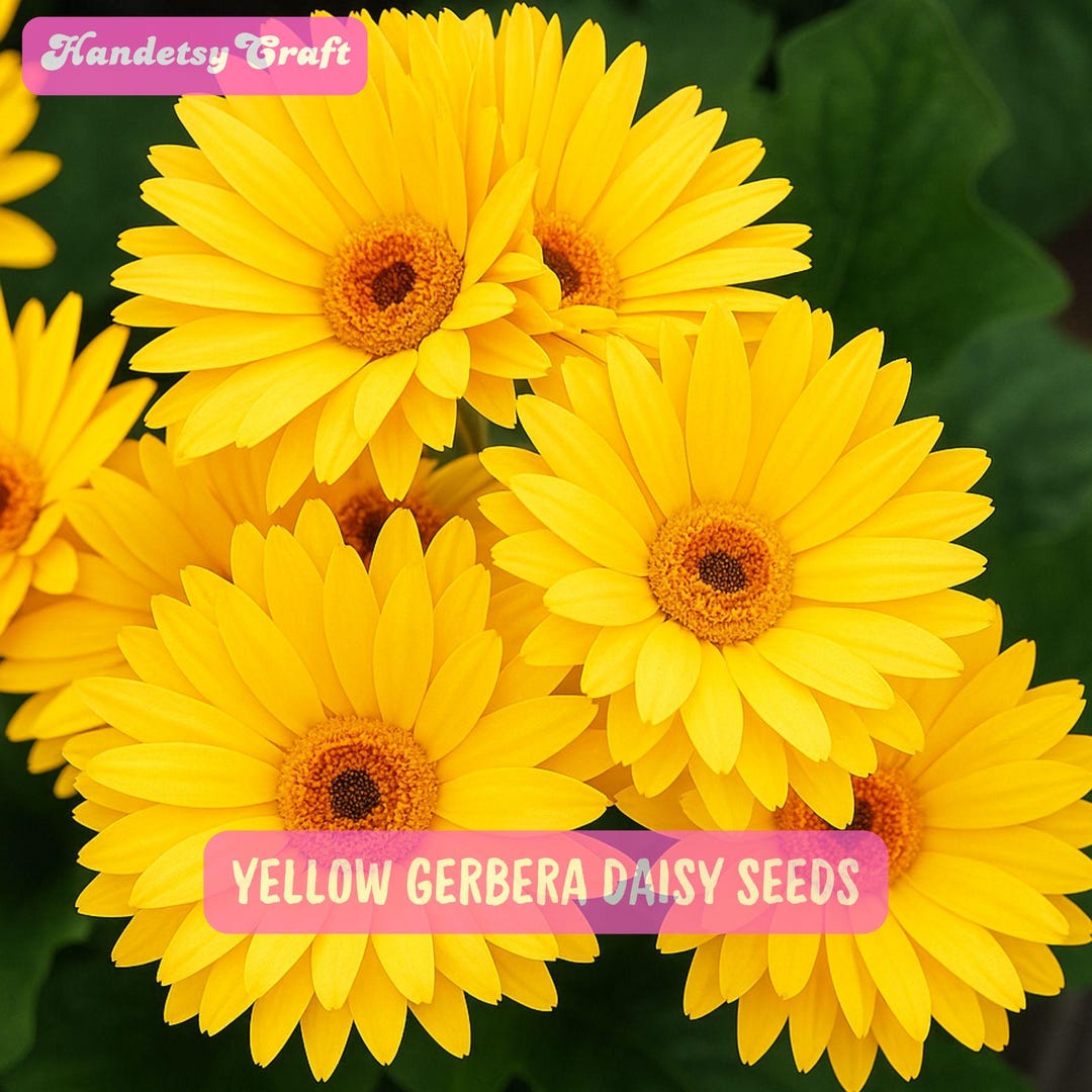 200 Yellow Gerbera Daisy Seeds, Bright Garden Flowers, Long Blooming ...