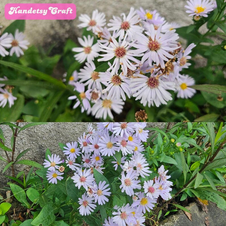 20 Seeds, False Aster, Wildflower, Summer, Fall, Boltonia Asteroides ...