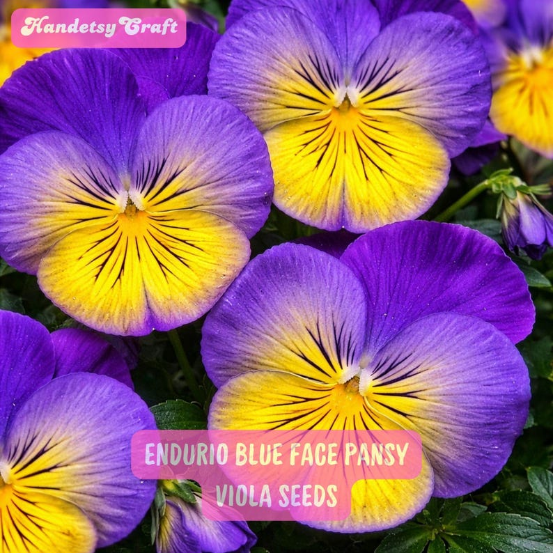 200 Endurio Blue Face Pansy Viola Seeds, Deep Blue Large Bloom Flowers ...