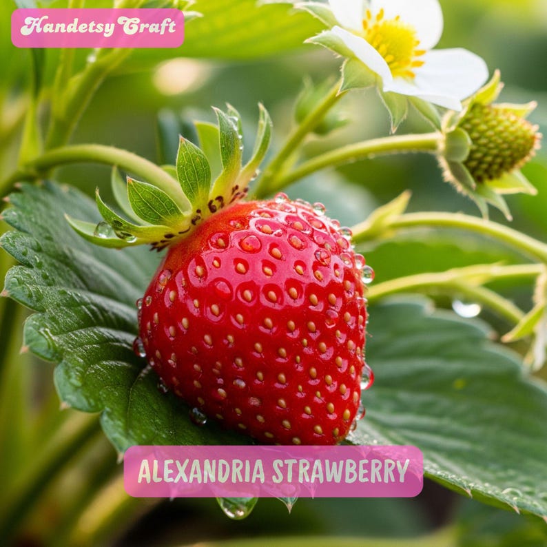 Alexandria Strawberry Plants: Rare Heirloom Alpine Variety - 8 Starter ...