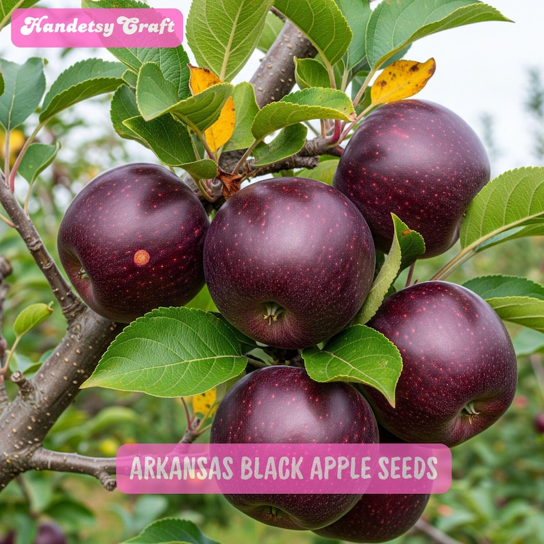 25 Arkansas Black Apple Seeds: Rare Heirloom Fruit Tree - Etsy