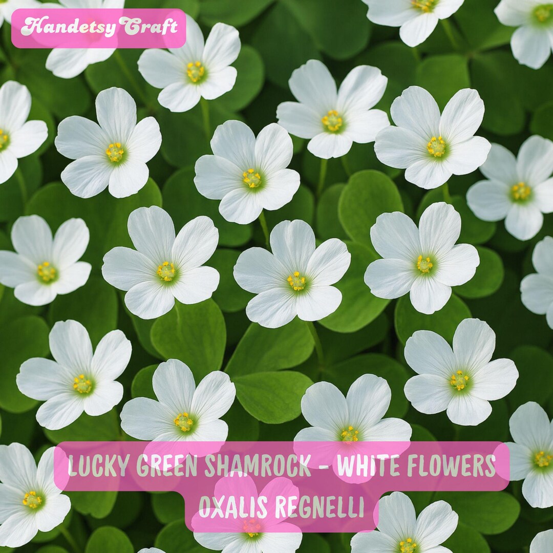 10 Lucky Green Shamrock Bulbs, White Flower Oxalis, Olive Leaves ...