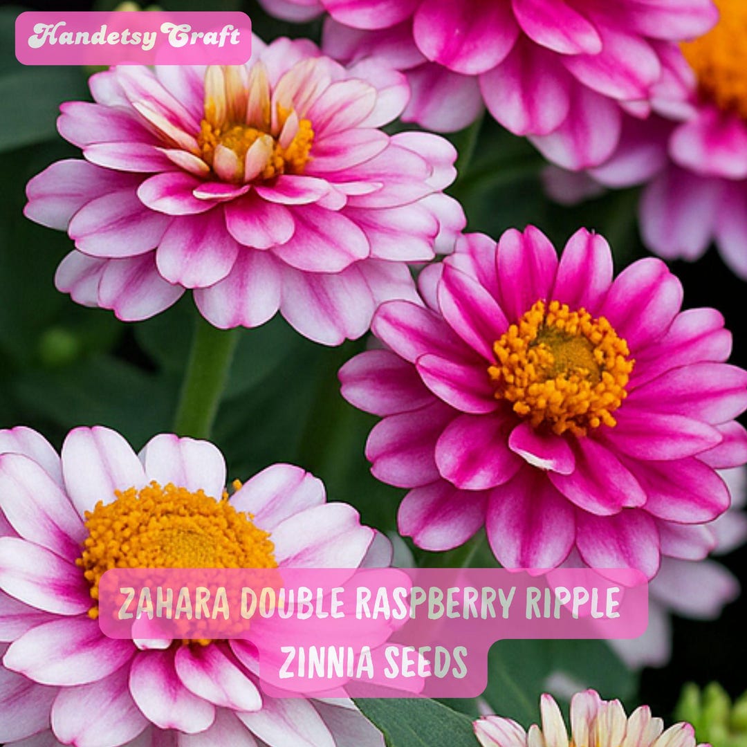 100 Zahara Double Raspberry Ripple Zinnia Seeds, Bi-color Pink White ...