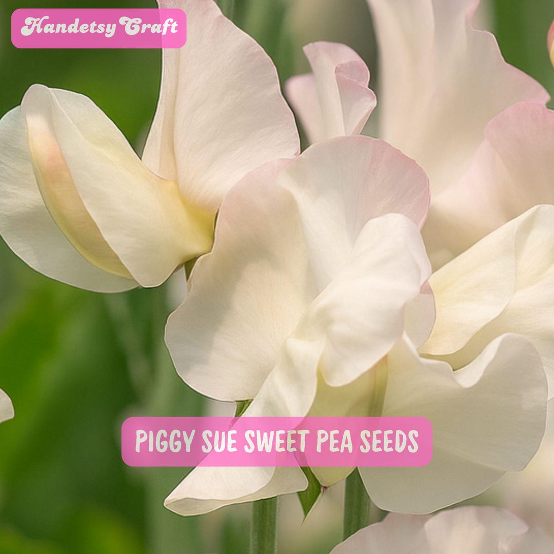 50 Seeds Piggy Sue Sweet Pea Seeds, Fragrant Annual Vine - Etsy