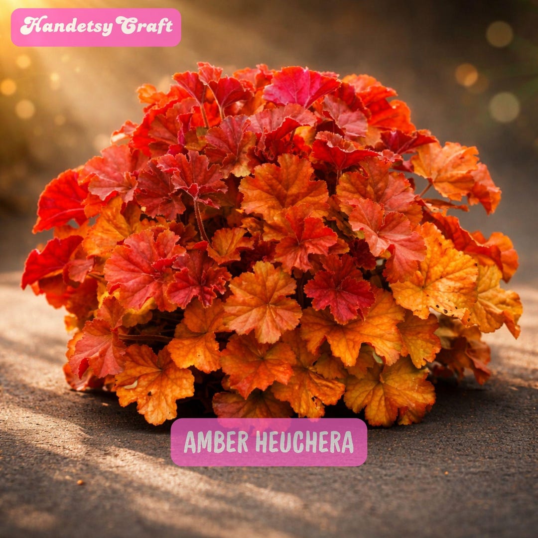 Northern Exposure Amber Heuchera 4" Pot Live Plant, Amber Orange Coral ...