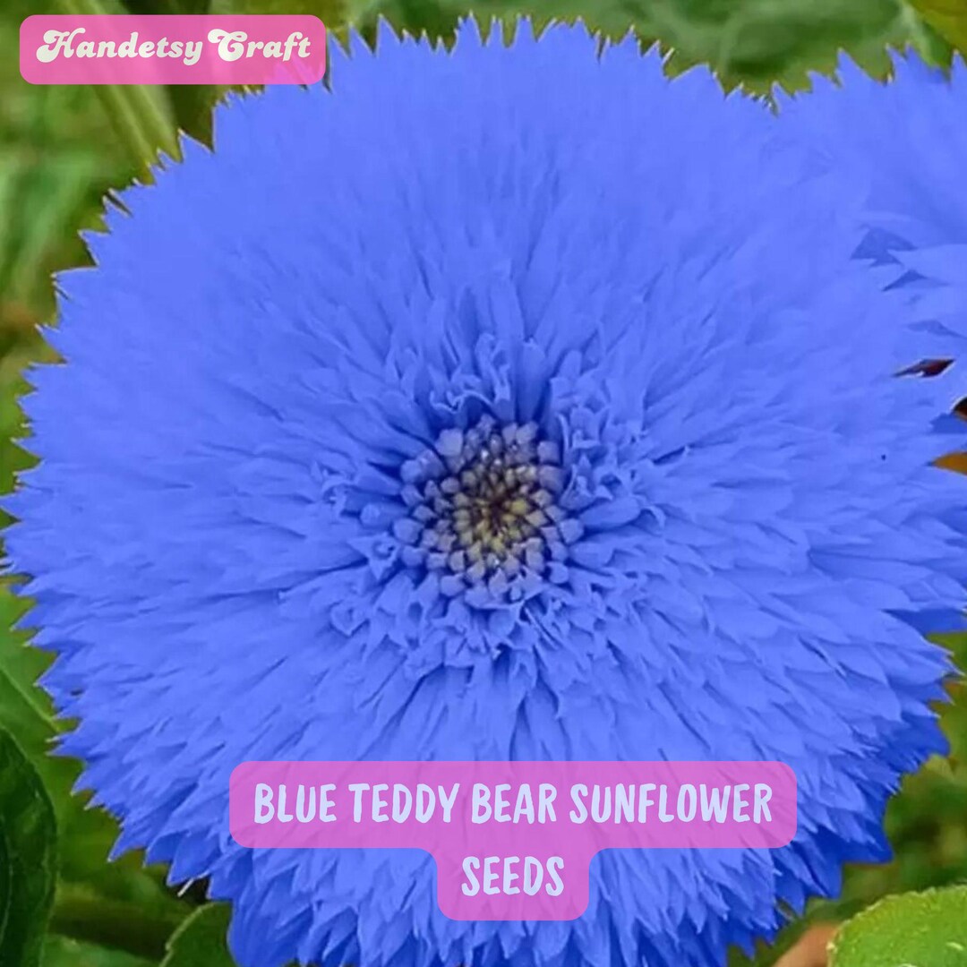 50 Blue Teddy Bear Sunflower Seeds, Fluffy Pom Pom Blooms, Rare Garden ...