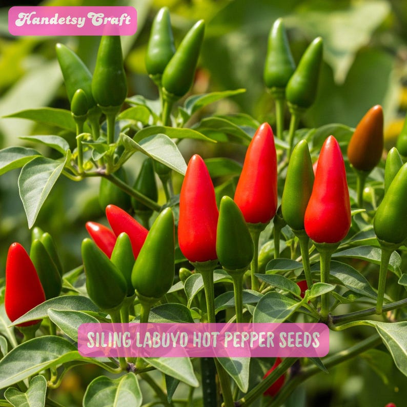25 Siling Labuyo Hot Pepper Seeds: Rare Filipino Chili, Spicy Heirloom ...