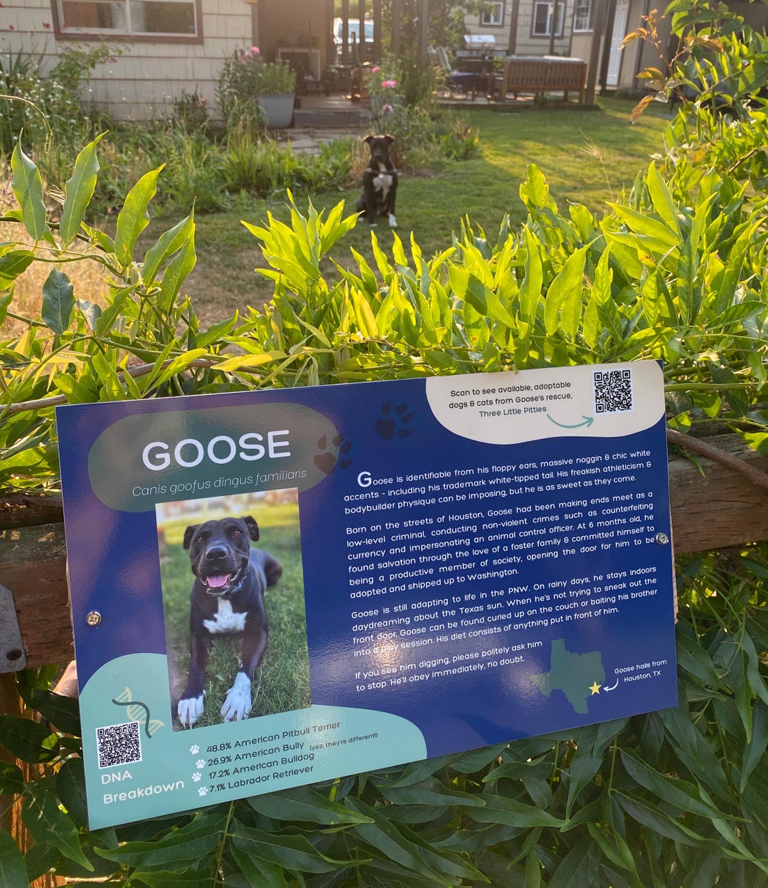 Custom Zoo-style Pet Signs – Personalized & Fun Yard Decor (10" X 16 ...