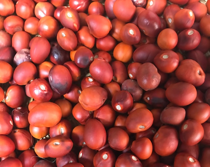 Red Seeds for Lei 500 Plus Mescal Beans for Seed Lei Texas Mountain ...