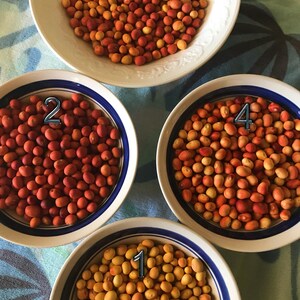 Mescal Beans - Etsy