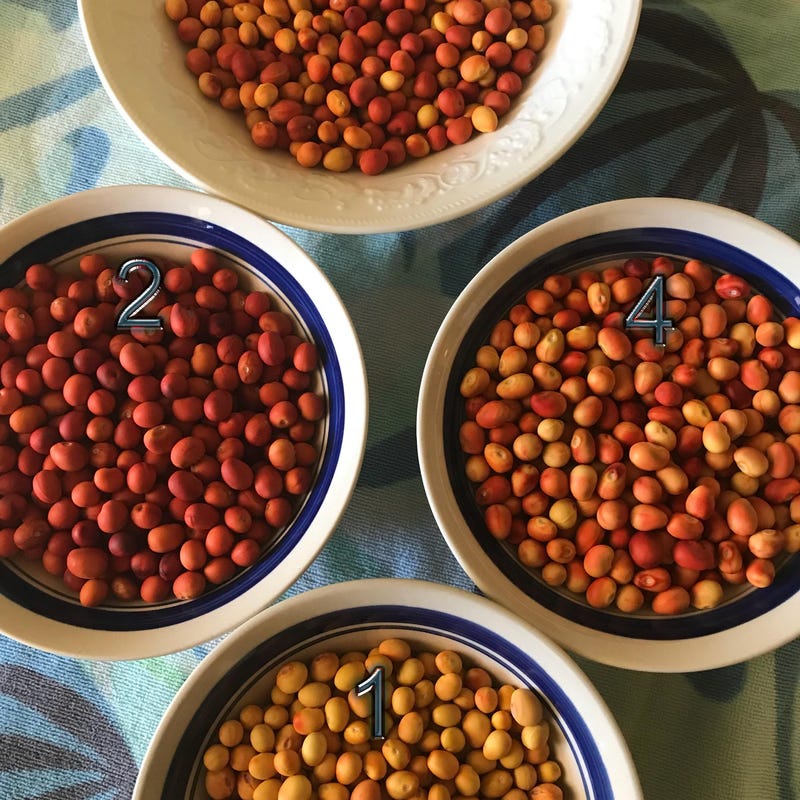 Mescal Beans - Etsy