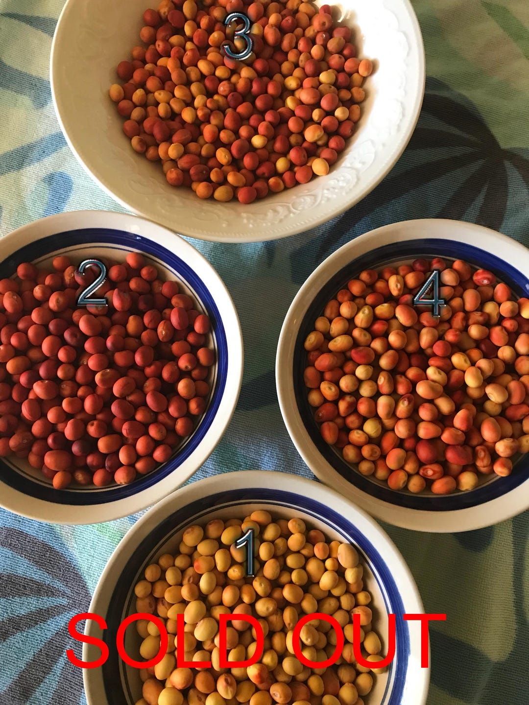 Seeds for Hawaiian Lei 550 Plus Mescal Beans for Seed Lei Texas ...