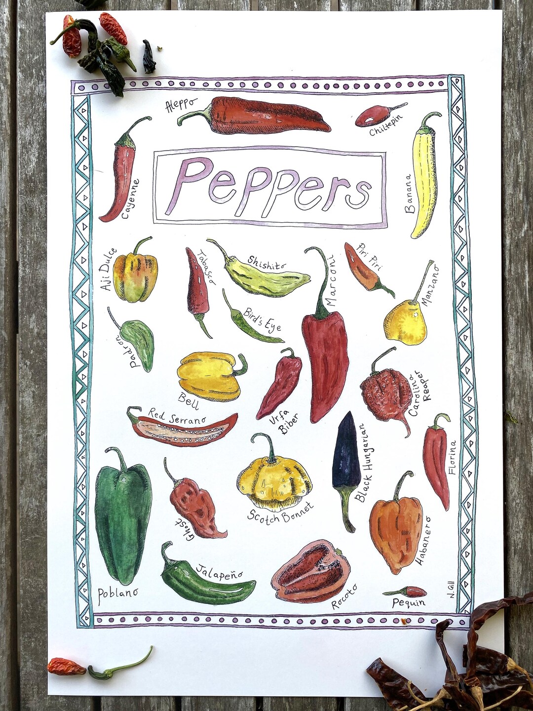Watercolour Pepper Varieties Poster - Hand-drawn Botanical Art Print ...