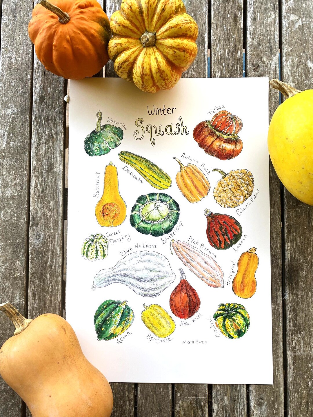 Watercolor Winter Squash Poster - Botanical Art Print on Cardstock ...