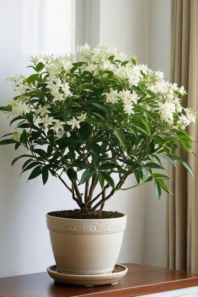400+ Climbing Weeping Jasmine Seeds – Fragrant Four-season Flowering ...