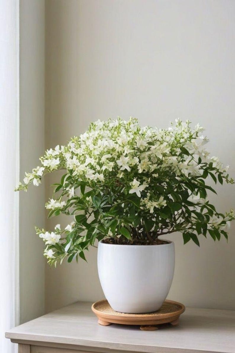 400+ Climbing Weeping Jasmine Seeds – Fragrant Four-season Flowering ...