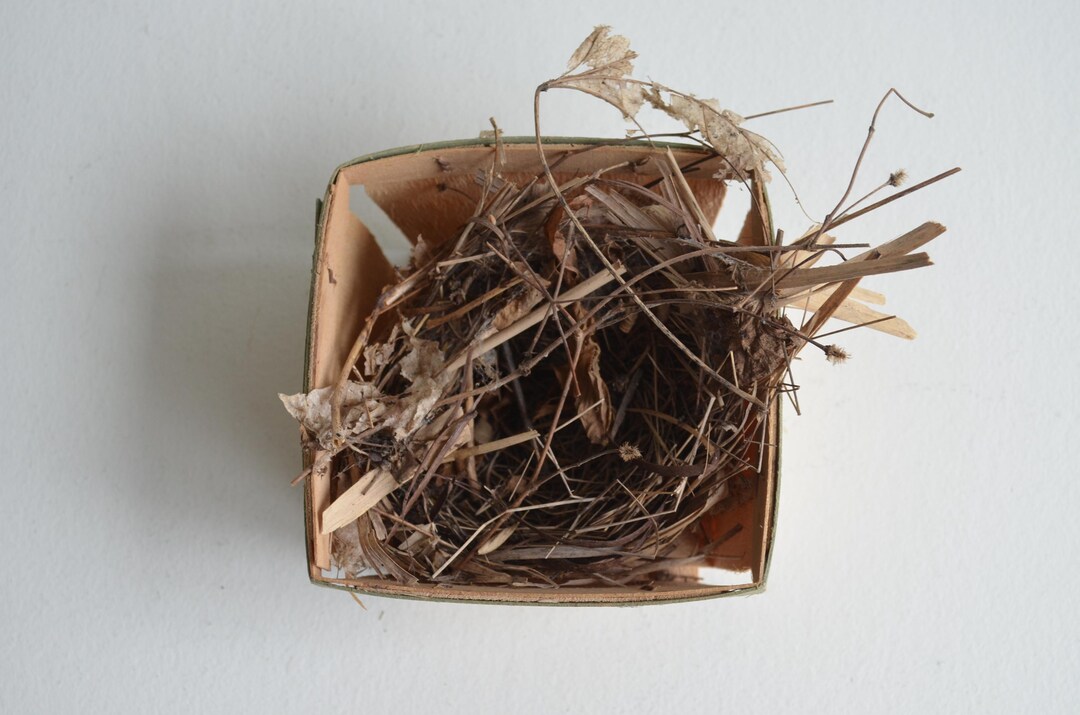 Abandoned Real Bird Nest in Vintage Berry Basket Spring Decor - Etsy