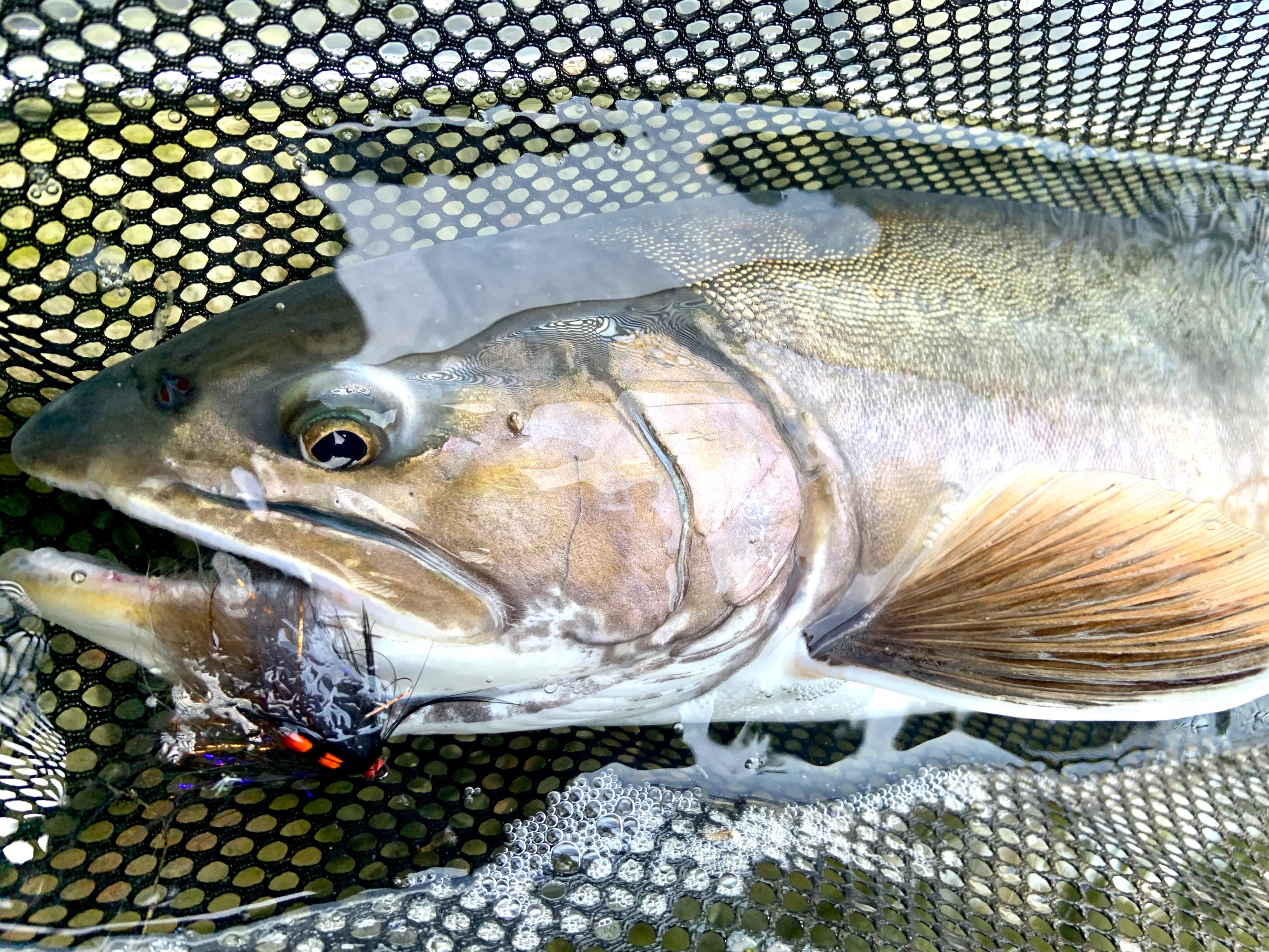 Spey Flies, Dry Flies, Streamers for Fly Fishing. This is a ‘random ...