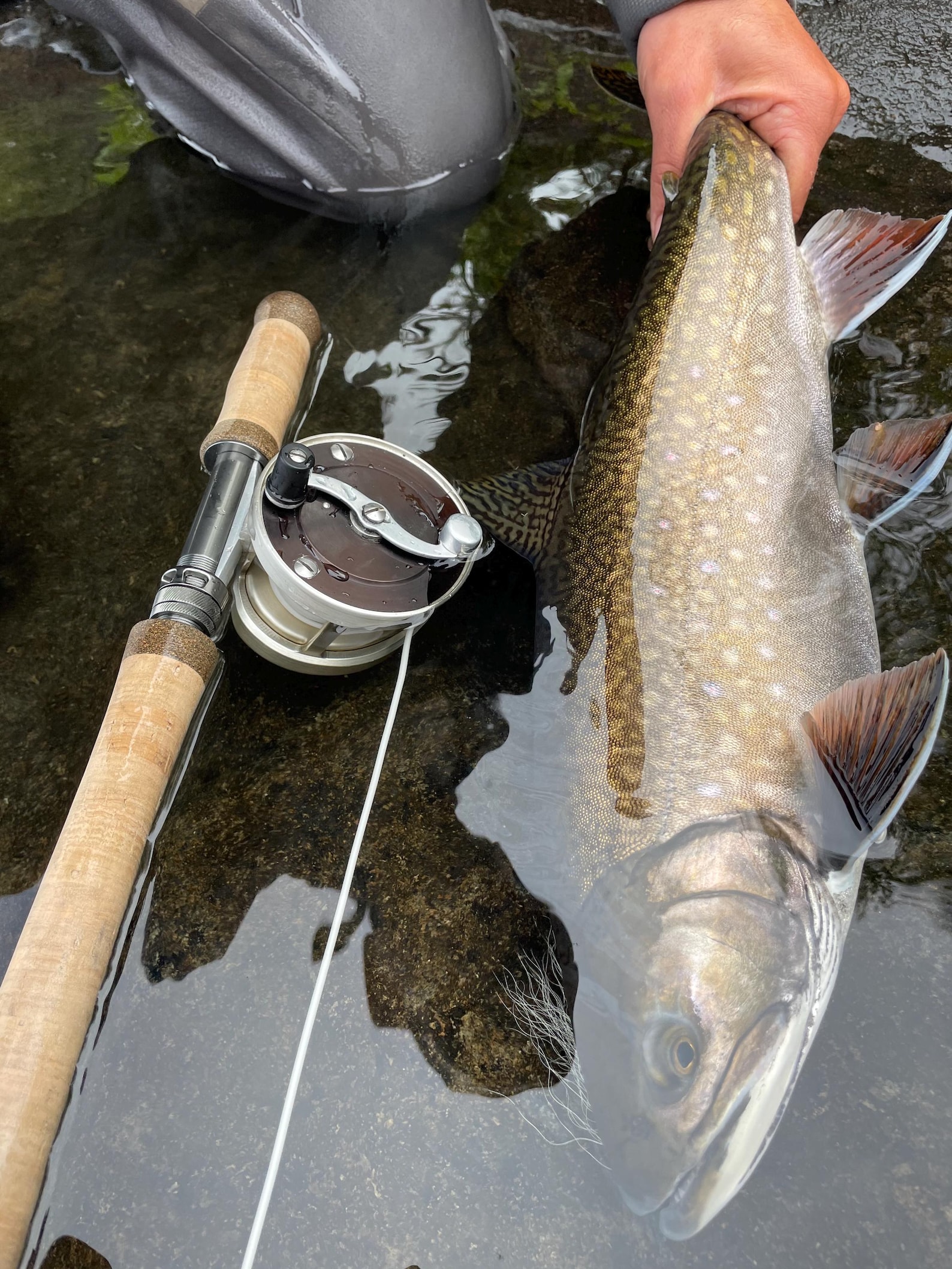 Spey Flies, Dry Flies, Streamers for Fly Fishing. This is a ‘random ...
