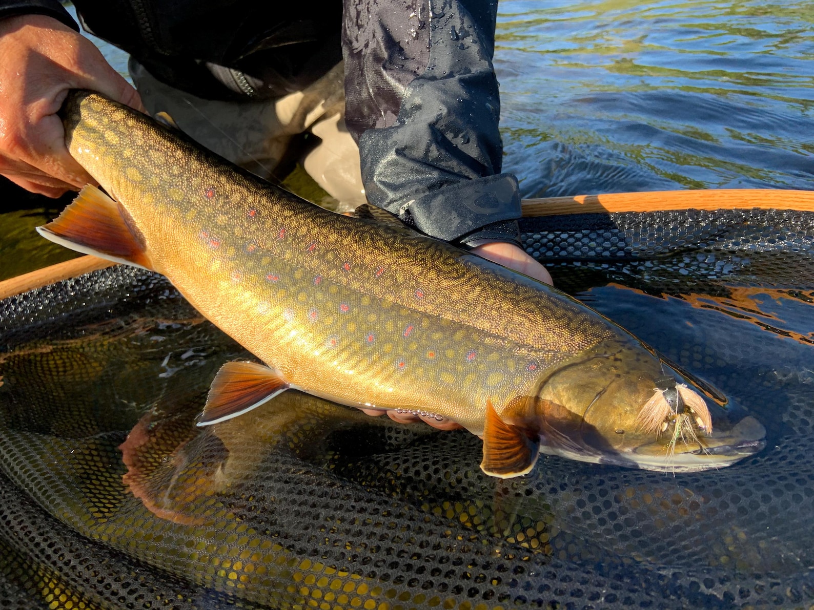 Spey Flies, Dry Flies, Streamers for Fly Fishing. This is a ‘random ...