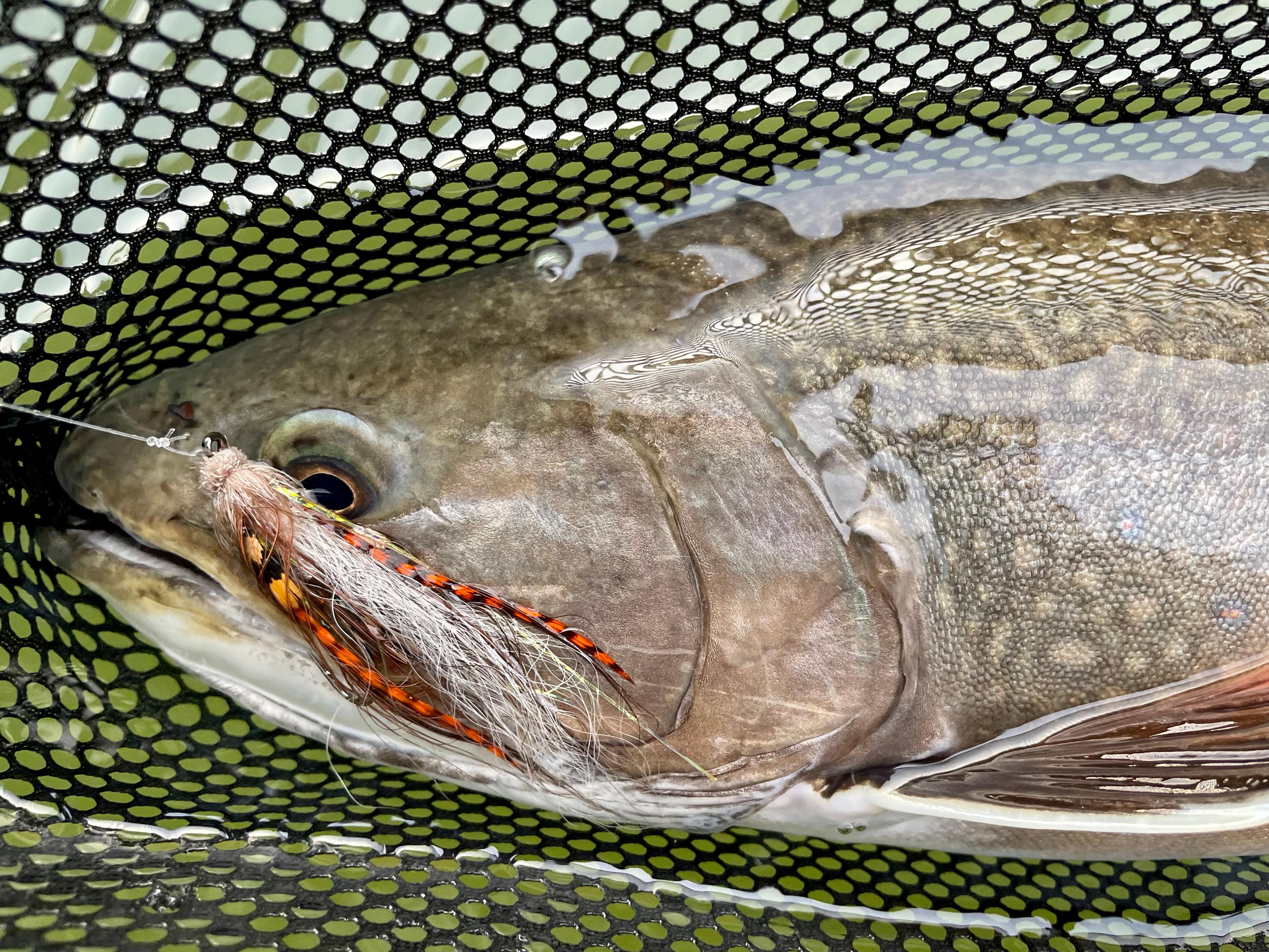 Spey Flies, Dry Flies, Streamers for Fly Fishing. This is a ‘random ...