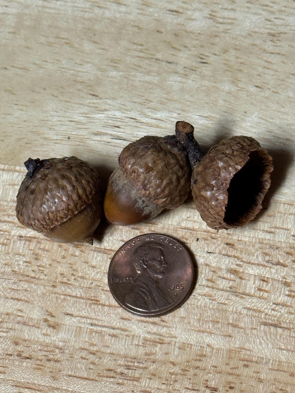 Black Oak Acorns - Etsy