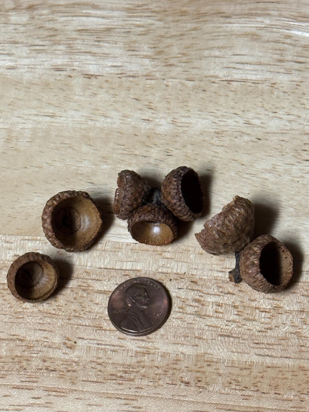 Black Oak Acorn Caps - Etsy