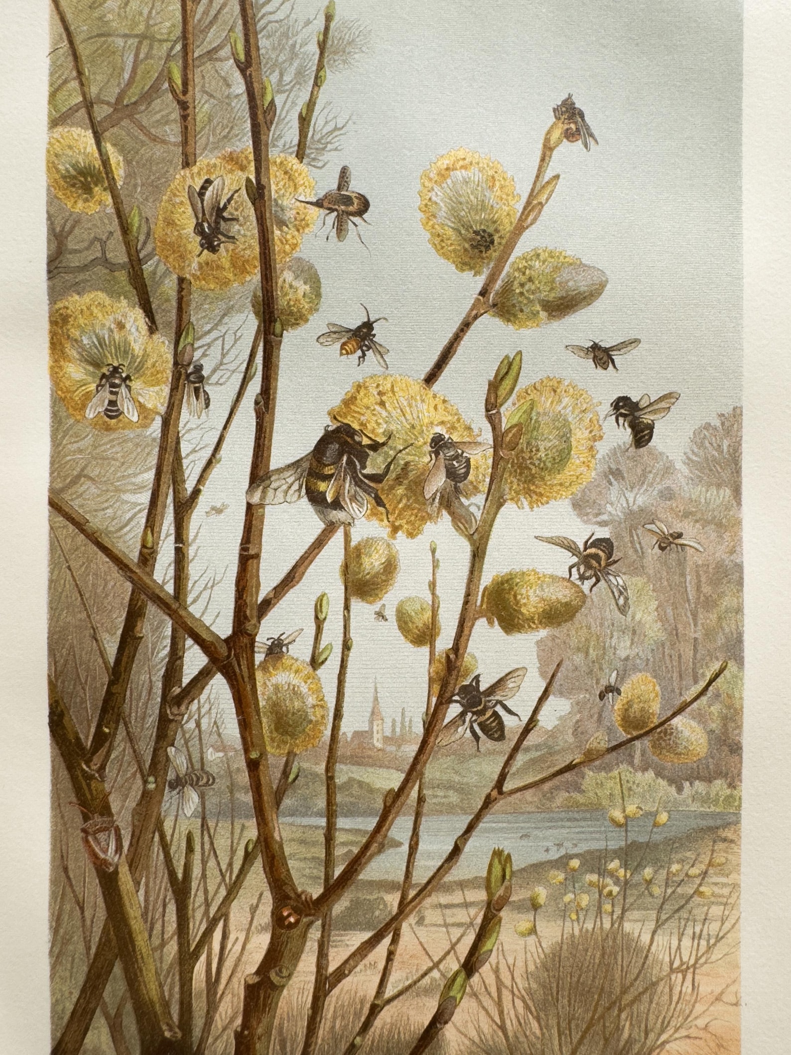 Antique 1892 Bees Chromolithograph - Spring Scene From Insect Life ...