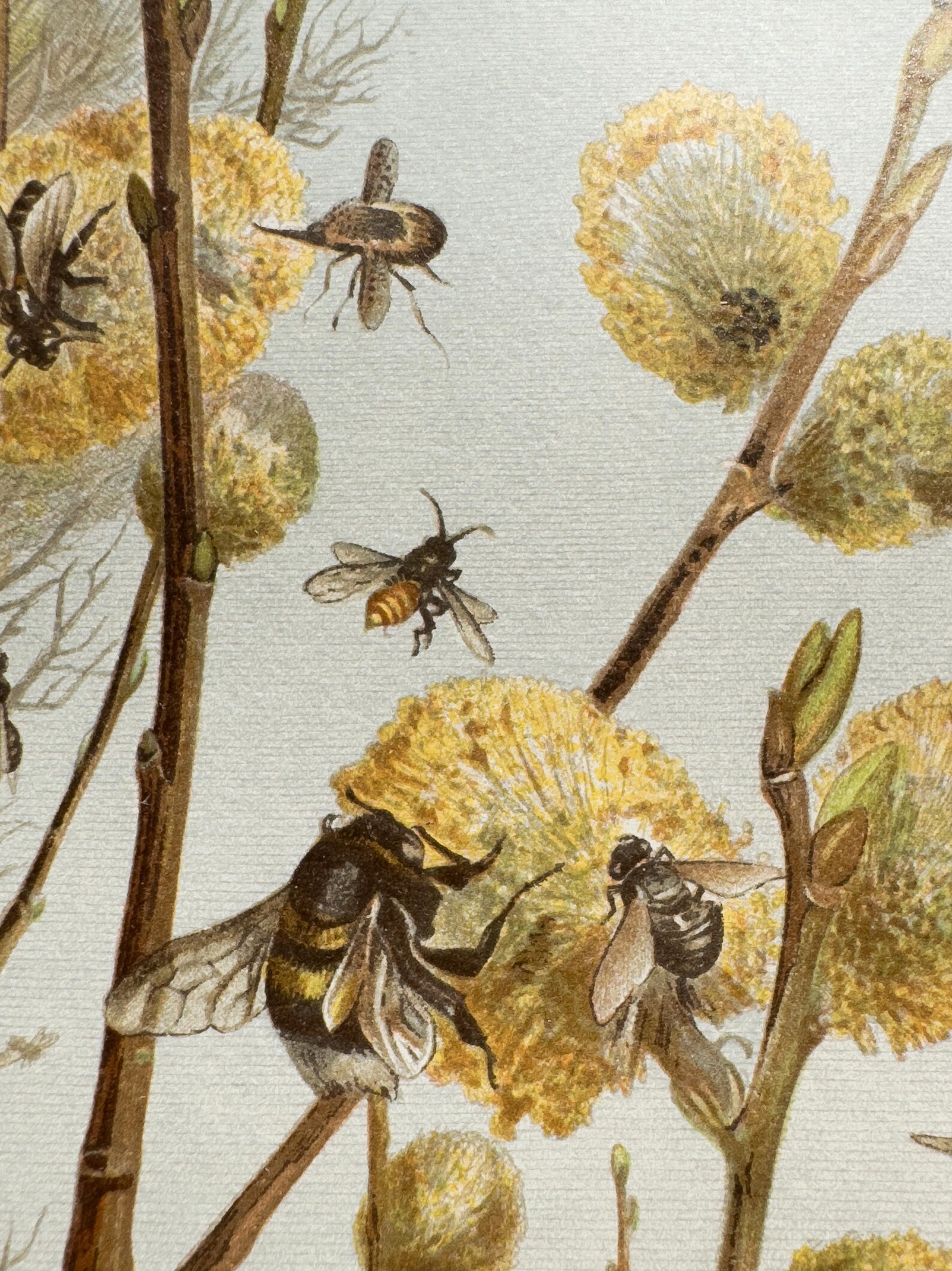 Antique 1892 Bees Chromolithograph - Spring Scene From Insect Life ...