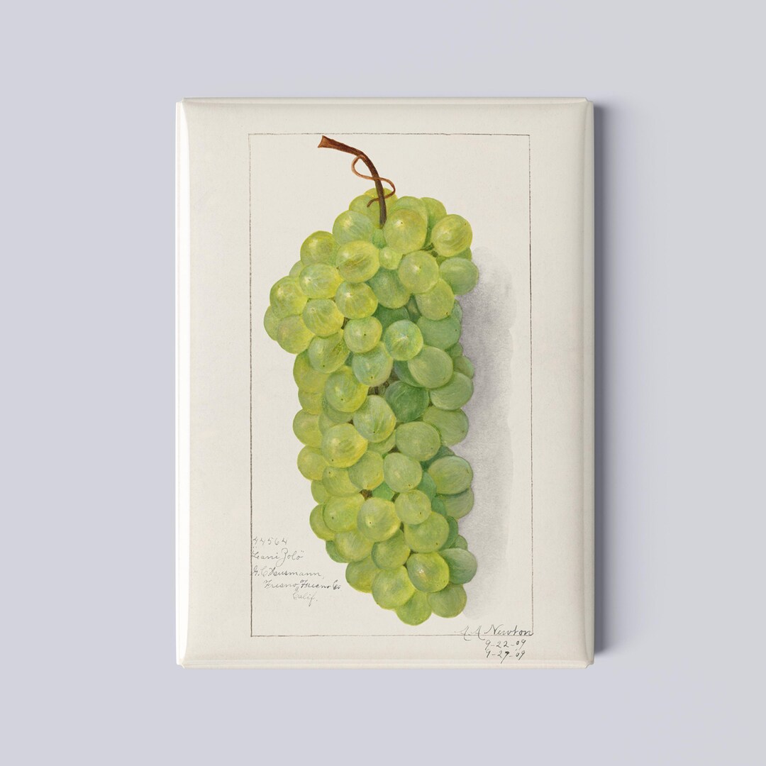 Vintage Grapes Botanical Magnet – 2.5x3.5” Magnet, Vintage Fruit Print ...