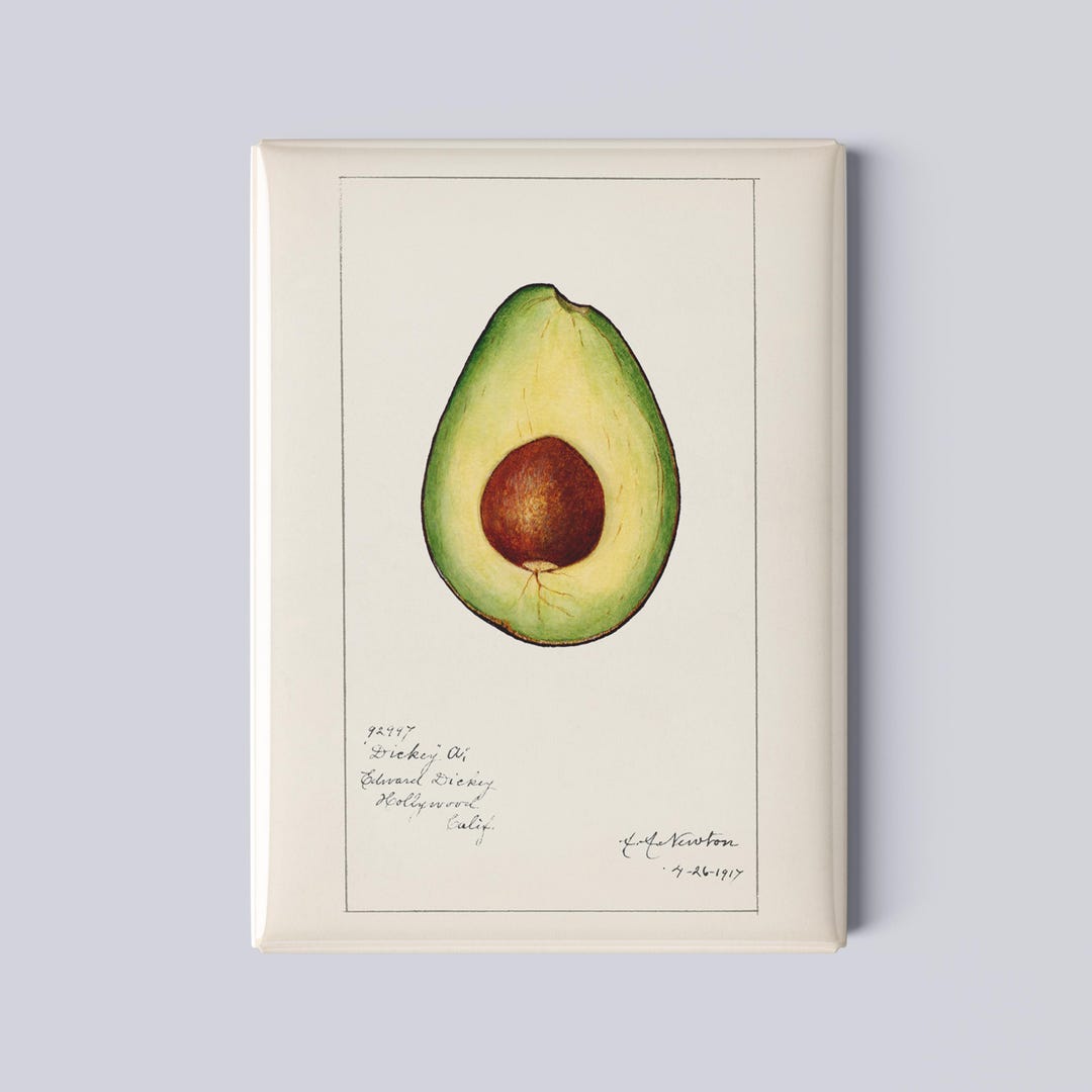 Vintage Avocado Magnet – 2.5x3.5” USDA Botanical Print Magnet ...
