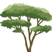 Large Acacia Tree Wall Decals Nursery Wall Decals Tree Wall - Etsy