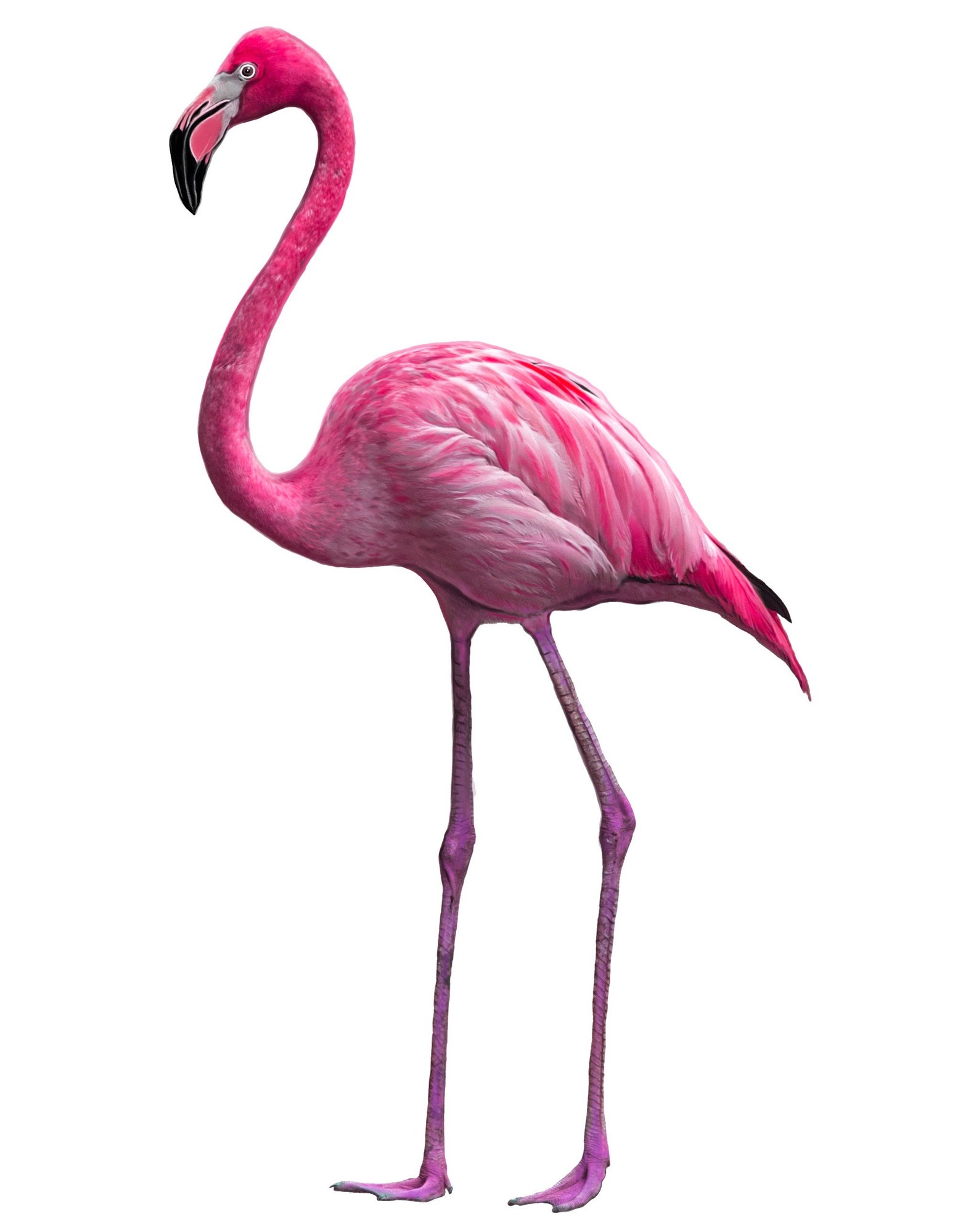 Pink Flamingo Wall Decal, Fabric Repositionable Tropical Flamingo ...