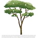 Large Acacia Tree Wall Decals, Nursery Wall Decals, Tree Wall Sticker ...