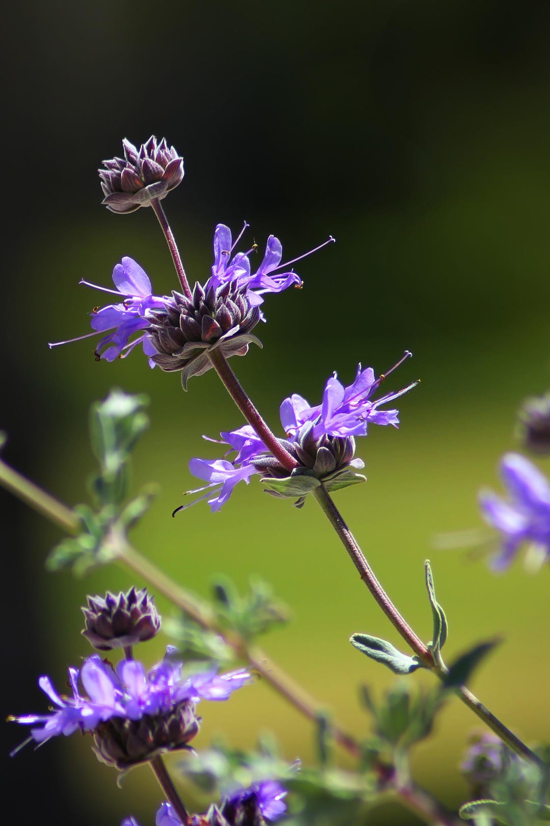 Macrophotograph of a Purple Cleveland Sage Bloom With a Green Foliage ...