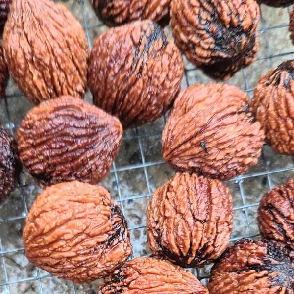 Black Walnut Shells - Etsy