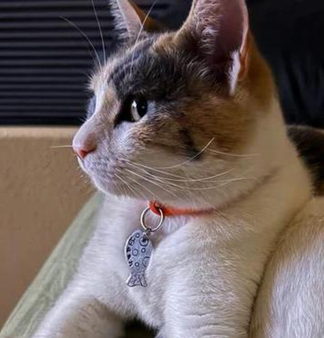 Custom Pet Id Tag / Fish Shape Light Weight Cat, Kitten, Pet Tag ...