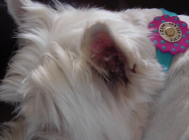 Leather Dog Collar / Darling Poppy Top / This Collar Has Tag - Etsy